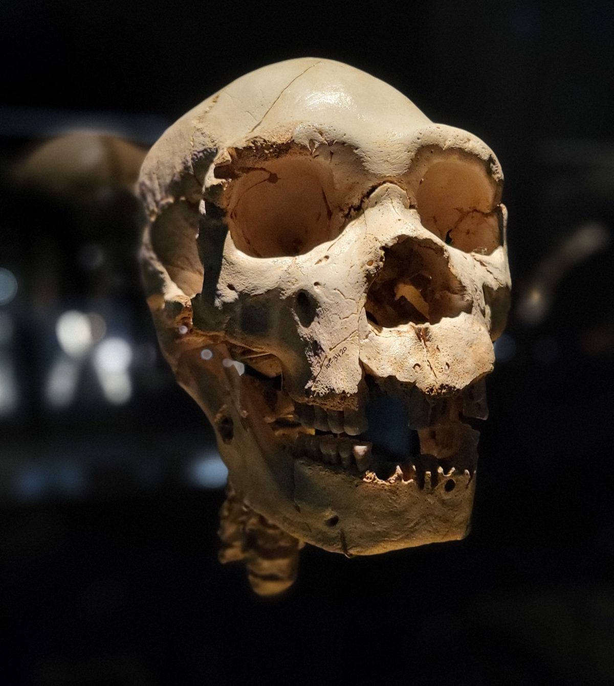 El Cráneo de Miguelón – ALBERT SAMPIETRO